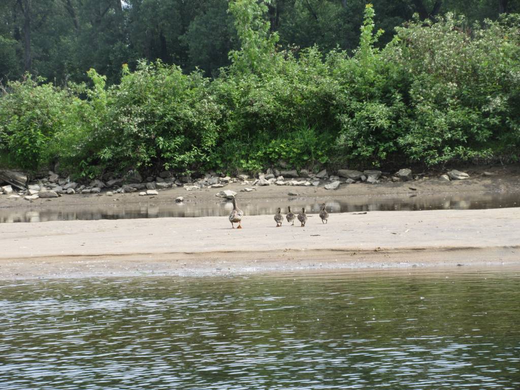 Plan de conservation des habitats fauniques de l'île Saint-Quentin ...