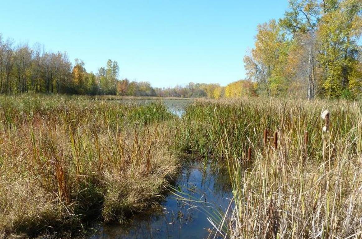 Aménagement d'un habitat pour la perchaude dans les milieux humides de ...